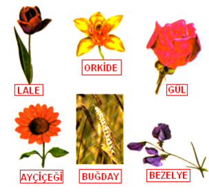 Bitkiler - Ansiklopedik Bilgi - B