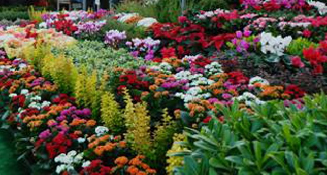 Bitkiler - Ansiklopedik Bilgi - B