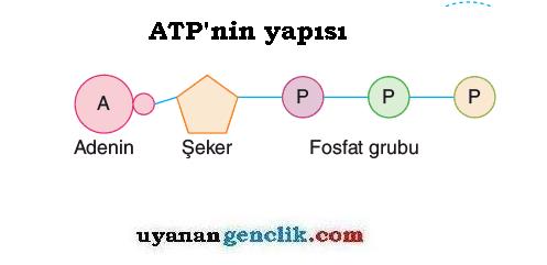 ATP Nedir - ATP'nin Yapısı - Canlılar ve Enerji İlişkileri - Uyanan Gençlik